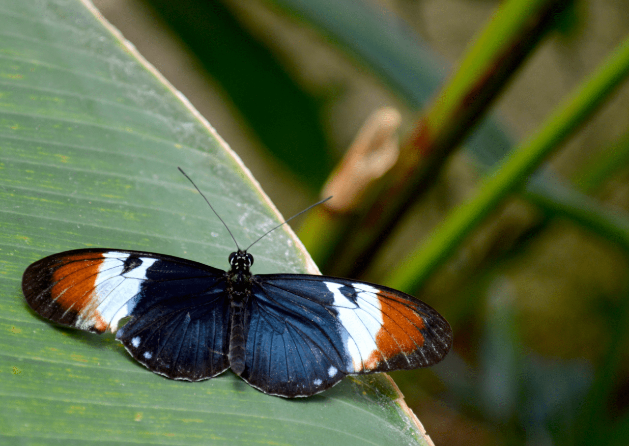 15 Best Things to do in Monteverde Costa Rica - BEY OF TRAVEL
